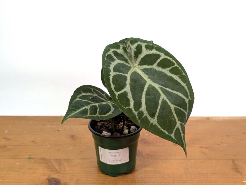 Anthurium Forgetii X Silver Blush - Assorted 4" Pots - Etsy