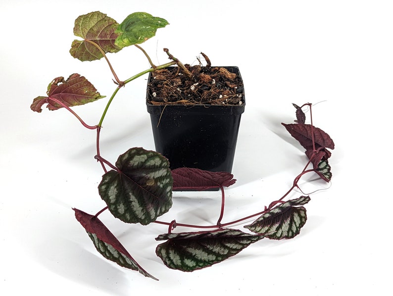 Cissus Discolor Javana Climbing Rex Bogonia - Etsy