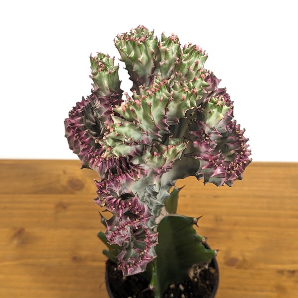 Pink Mermaid Tail Plants - Etsy