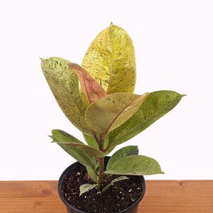 Ficus Shivereana Moonshine Rubber Tree Live Rare House Plant Indoors - Etsy