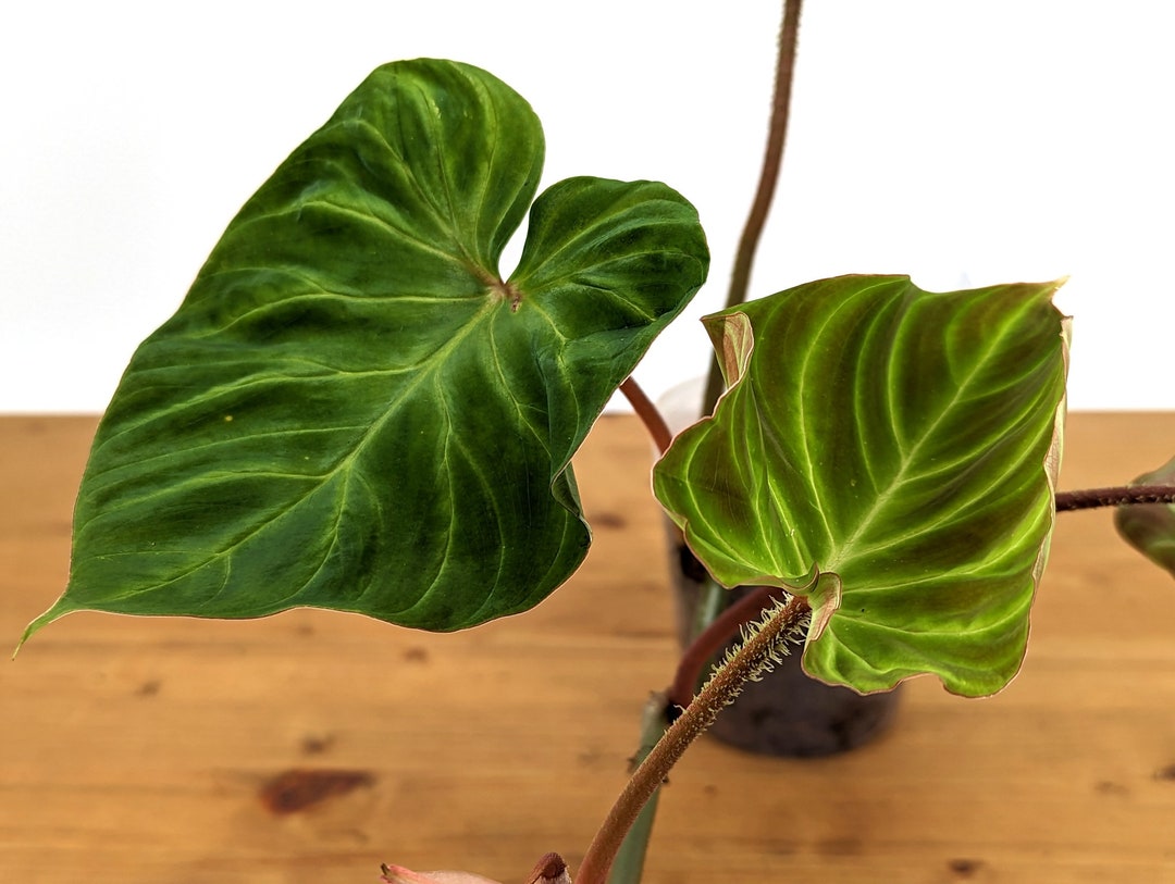 Philodendron Verrucosum Fantasy 4 Inch Pot - Etsy