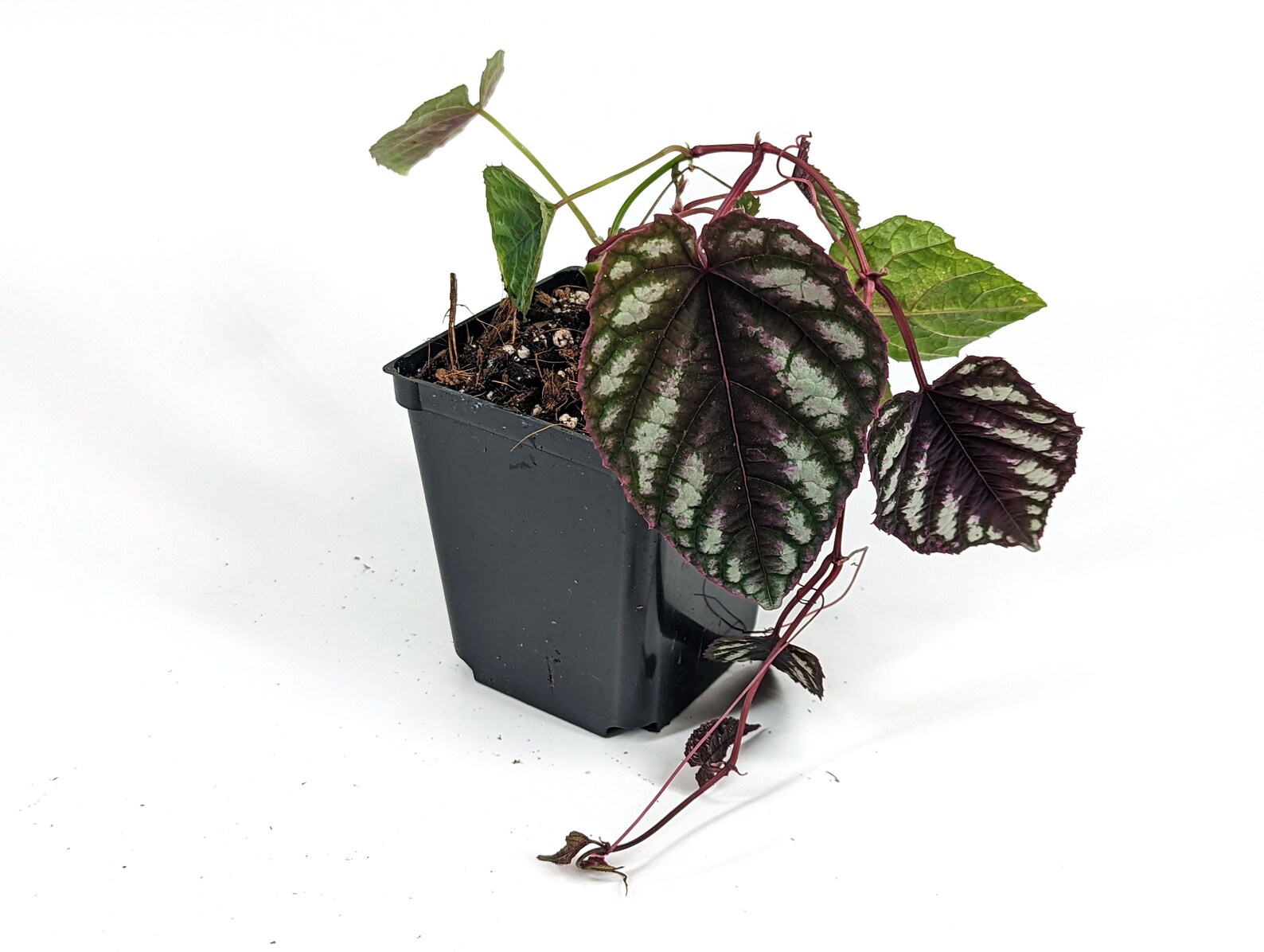 Cissus Discolor Javana Climbing Rex Bogonia - Etsy