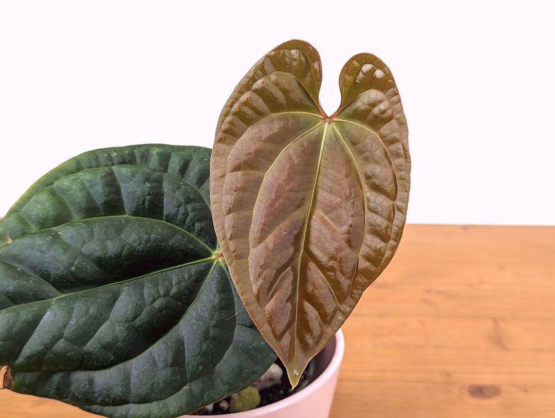 Amazon Diamond Anthurium Besseae X A. Luxurians in 4 Inch Pot Live Rare ...