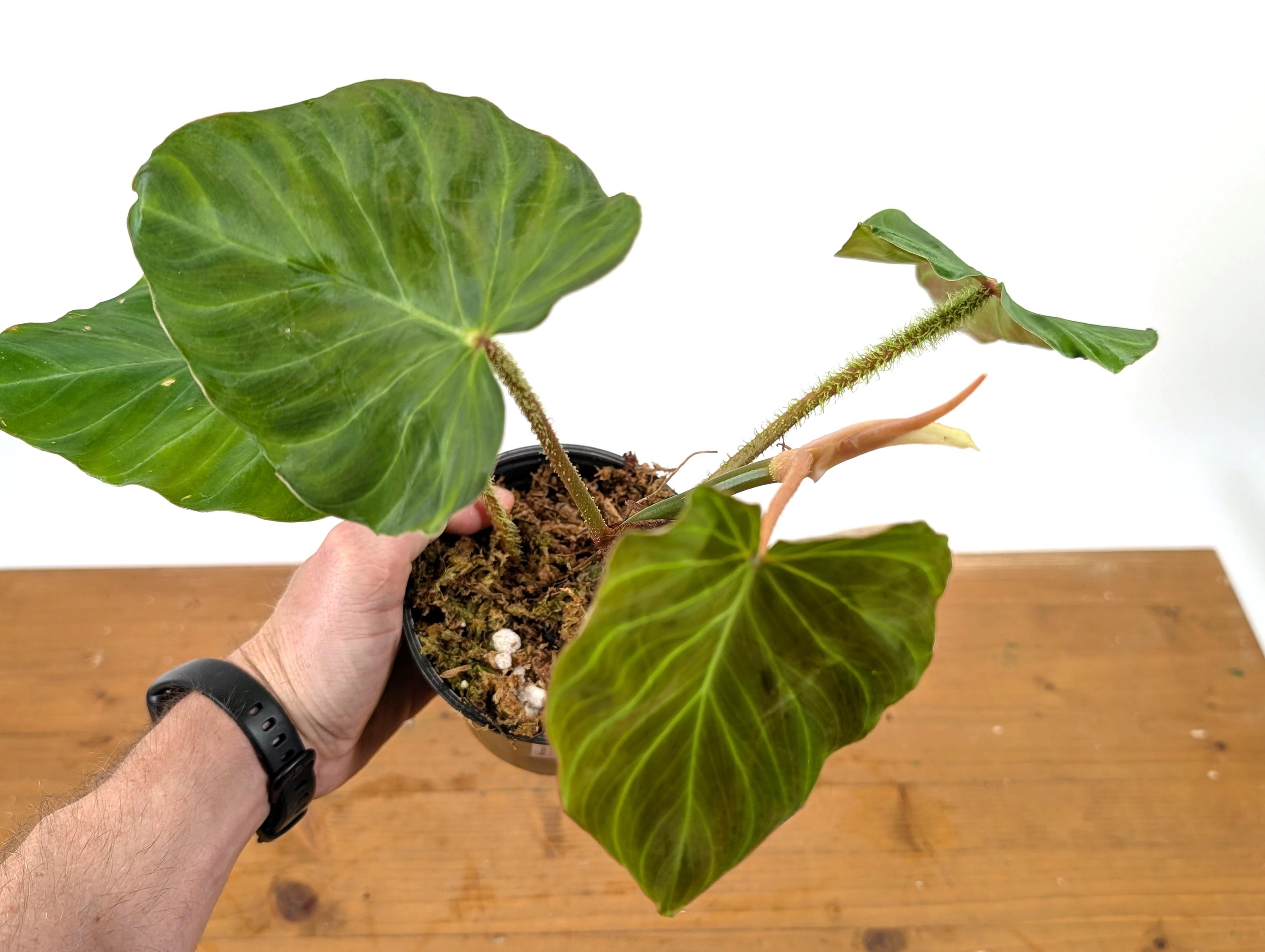 Philodendron Fibrosum X Verrucosum - Rare Hybrid 'monkey Tail' - Etsy