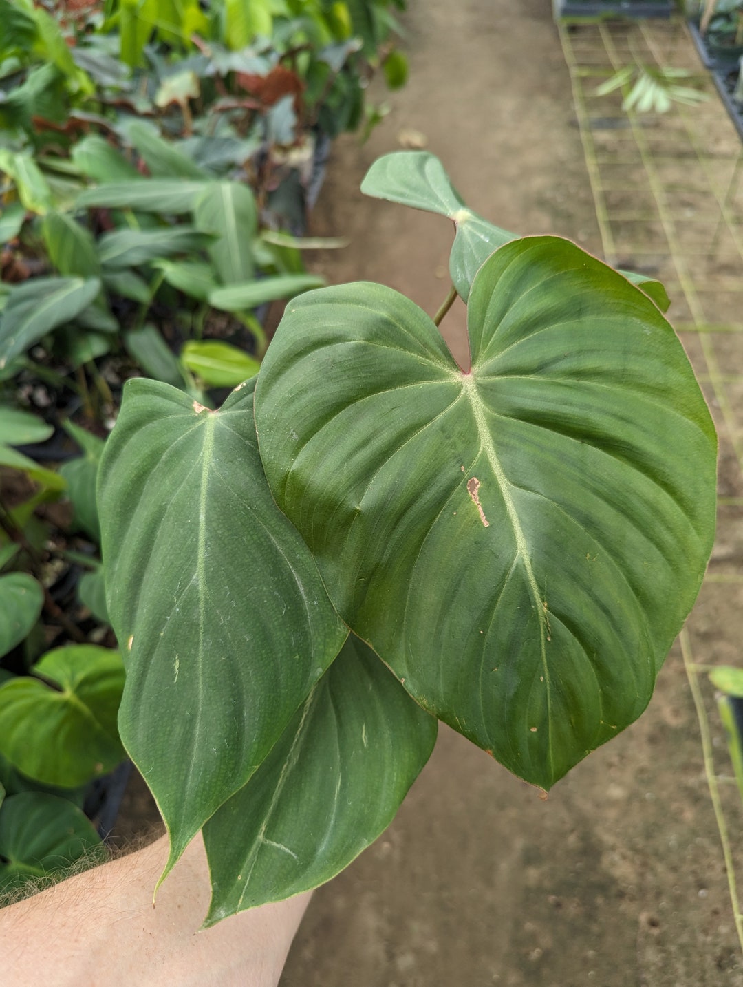 Philodendron Pink Glory P. Gloriosum X P. Lynamii - Etsy