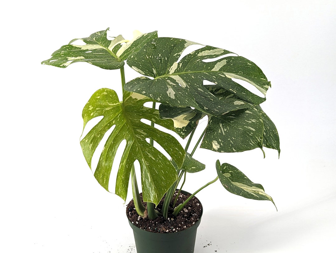 Monstera Thai Constellation - 4 Inch, 6 Inch, 8 Inch Pots Live Tropical ...