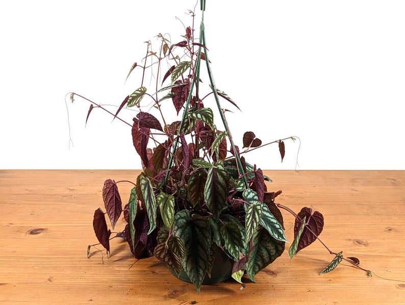 Cissus Discolor Javana Climbing Rex Bogonia 6 Inch Hanging - Etsy
