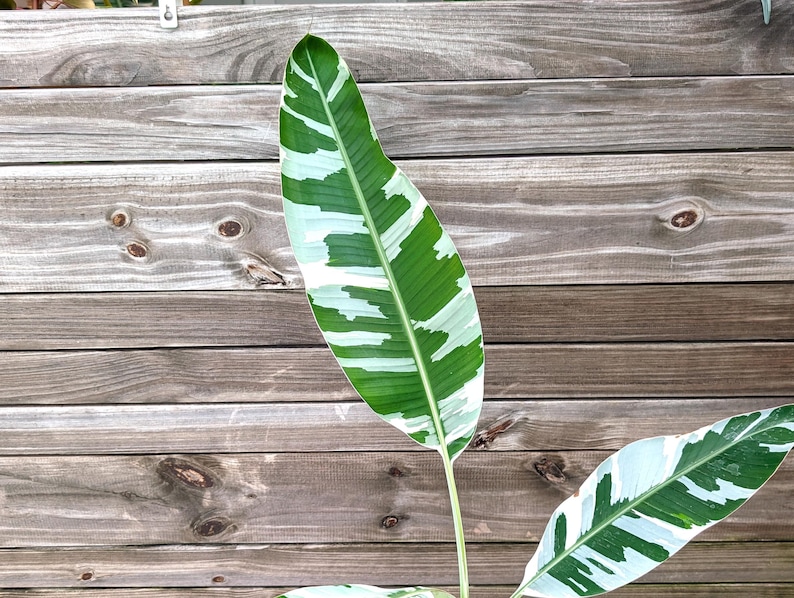 Musa Florida Variegated Banana - USA SELLER - Over 1,000 Sold - Etsy