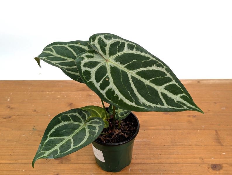Anthurium Forgetii X Silver Blush - Assorted 4" Pots - Etsy