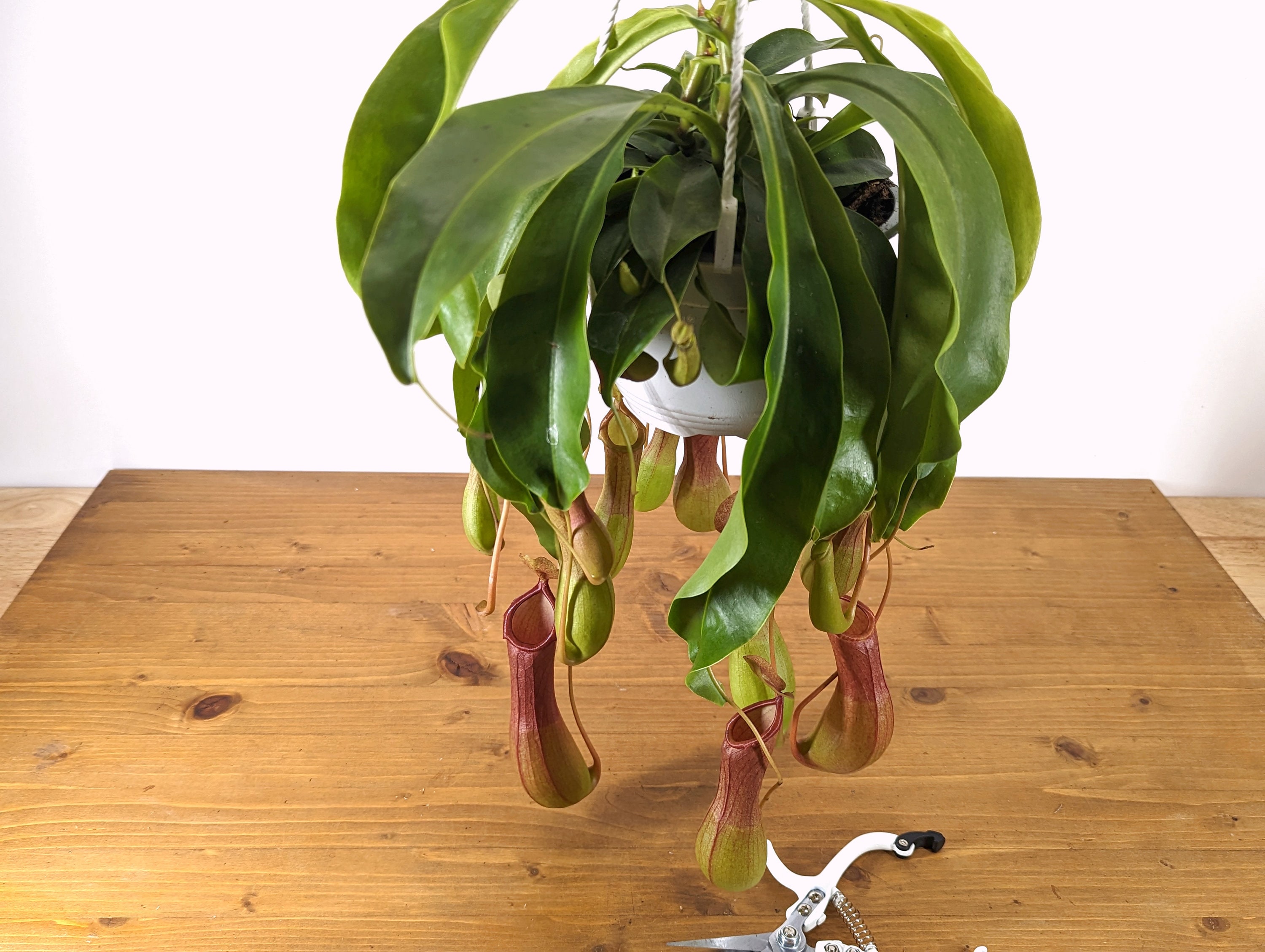 Hanging Pitcher Plant