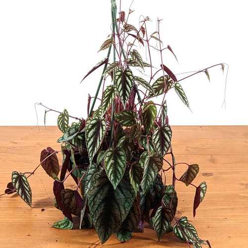 Cissus Discolor Javana Climbing Rex Bogonia 6 Inch Hanging - Etsy
