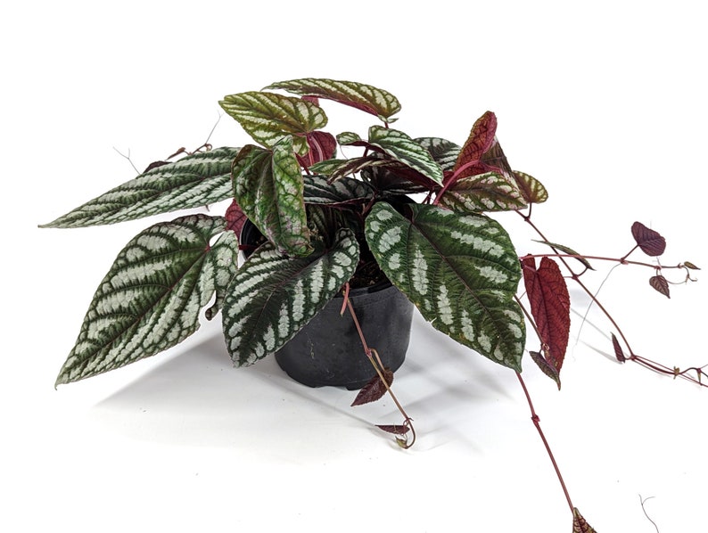 Cissus Discolor Javana Climbing Rex Bogonia - Etsy