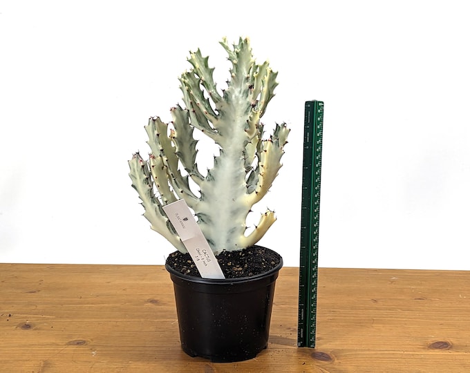 Ghost Cactus 4” - Etsy