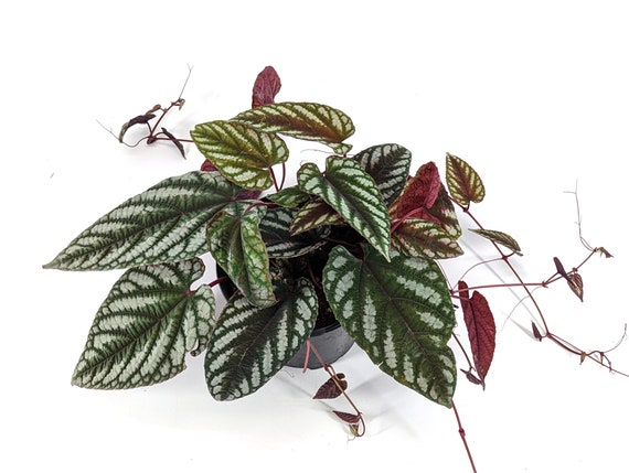 Cissus Discolor Javana Climbing Rex Bogonia - Etsy