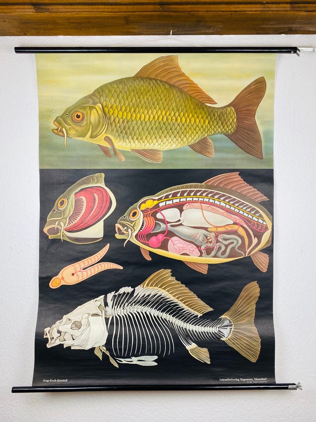 Pull Down Chart Biology Wall Map Fish School Map to Roll up Carp - Etsy UK