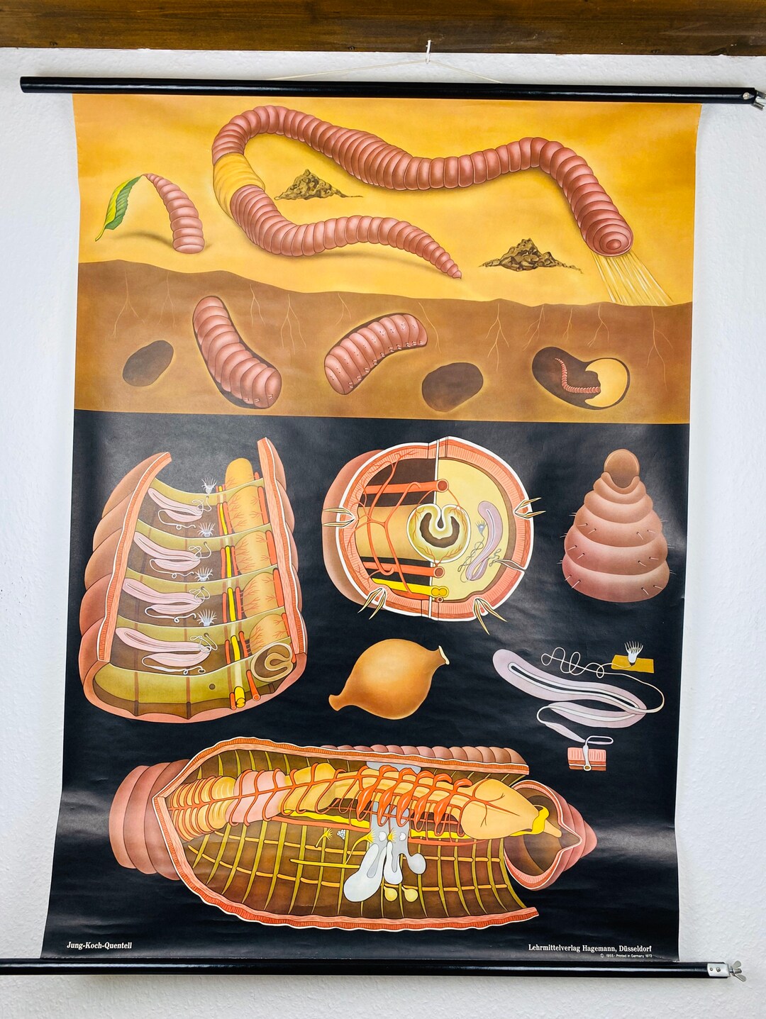 Pull Down Chart Biology Wall Map Earthworm School Map to Roll Up - Etsy