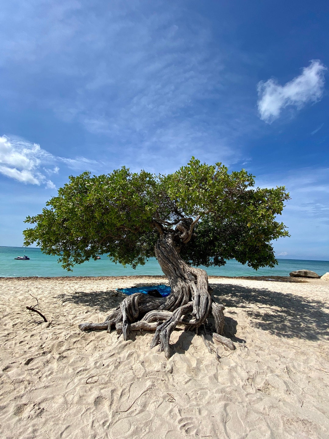 Original Color Photograph - Divi Divi Tree 1 - Eagle Beach - Etsy
