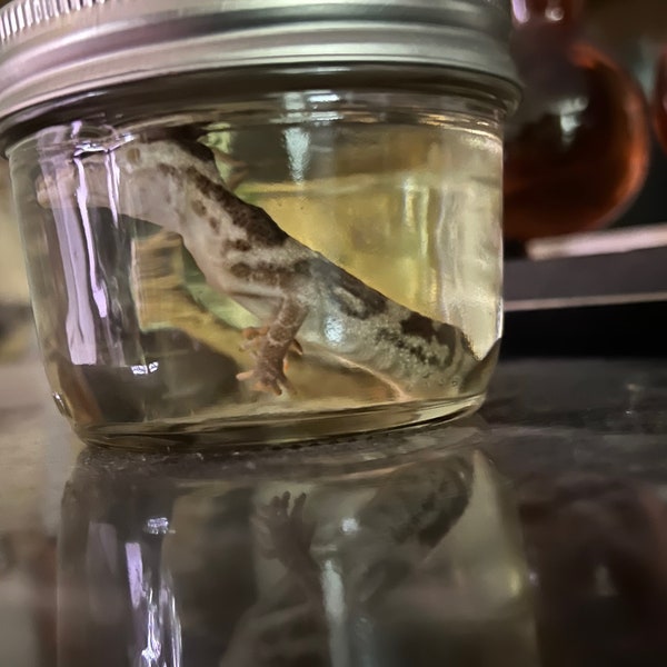 Wet Specimens - Etsy