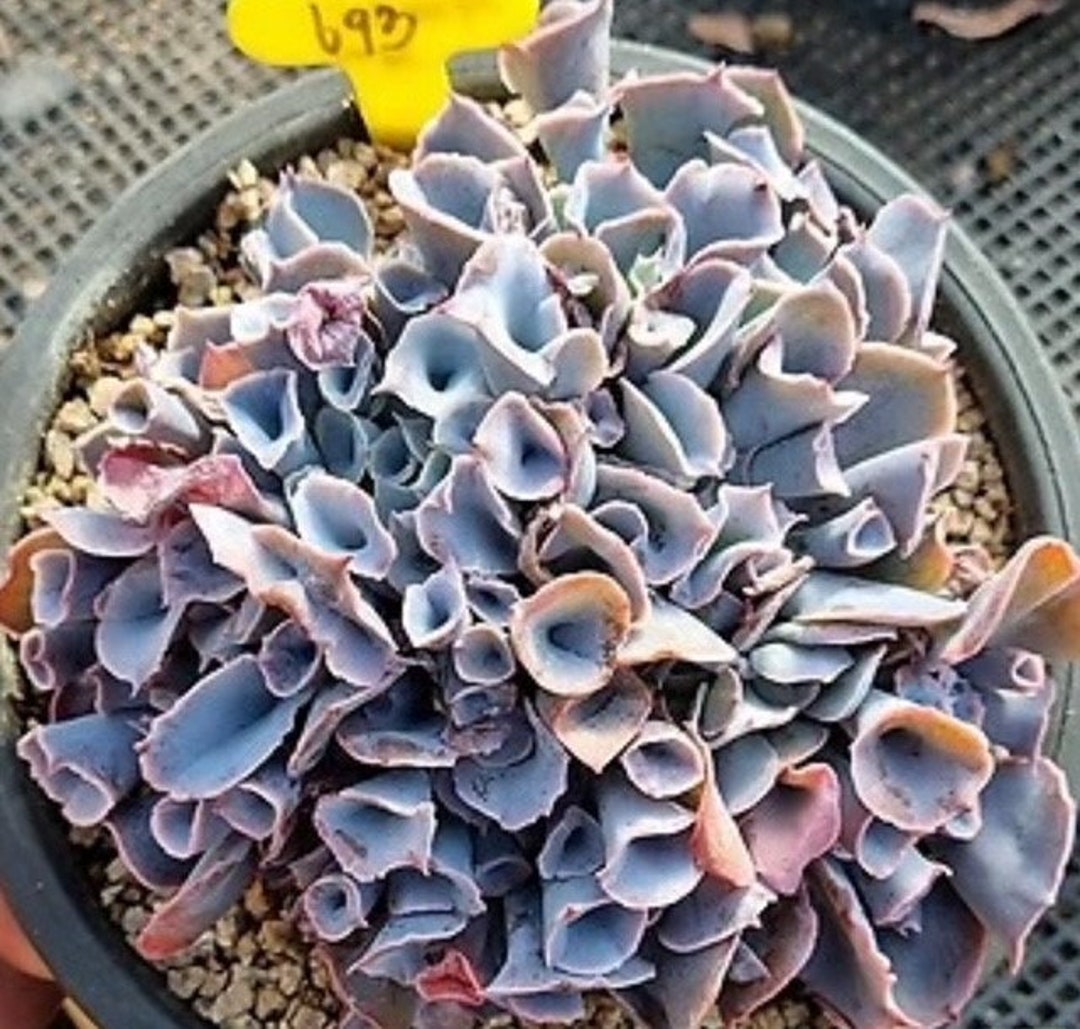 Echeveria Trumpet Pinky by Succulentsforfun - Etsy
