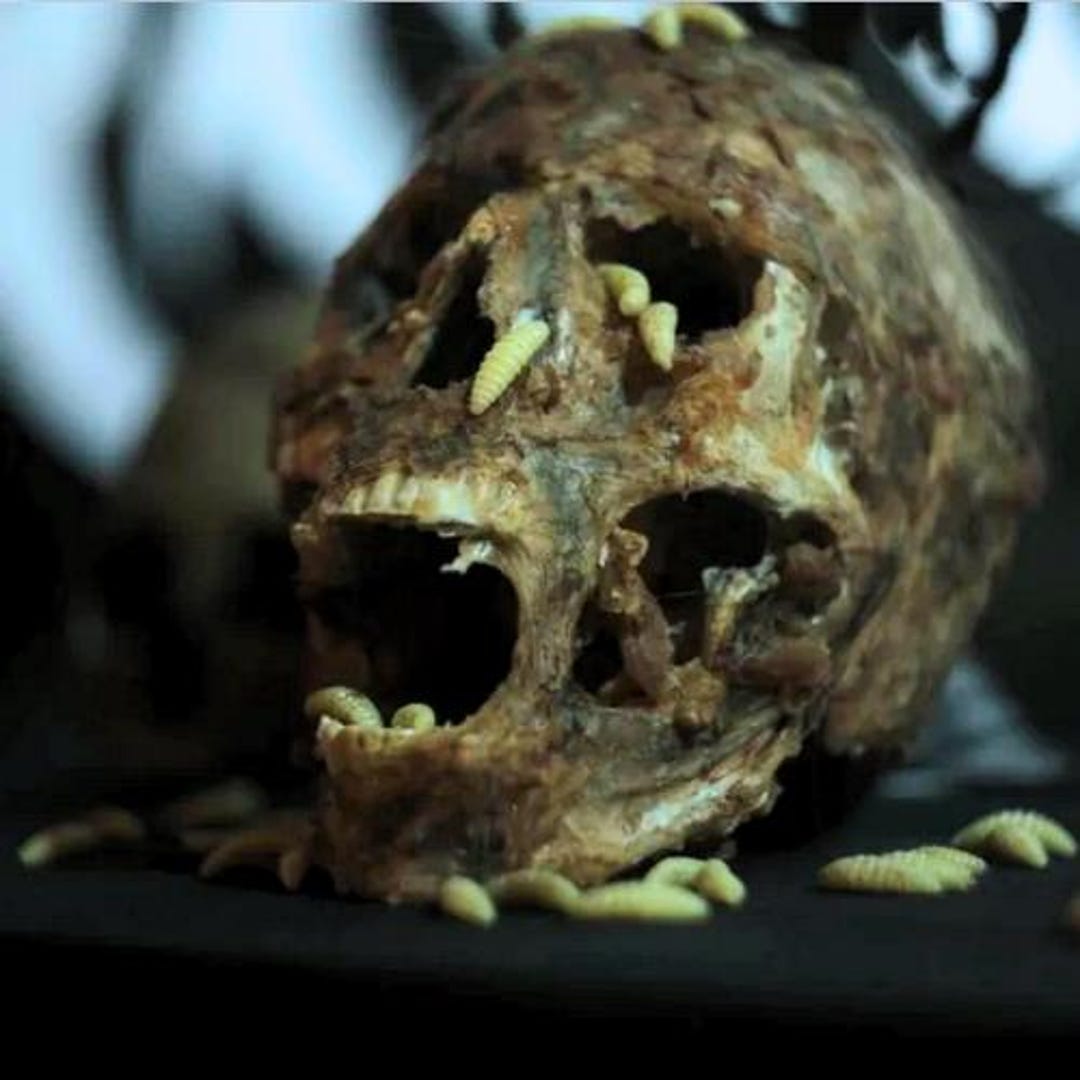 Creepy Dirty Maggots for Film TV Prop Zombie Halloween Special Effects ...