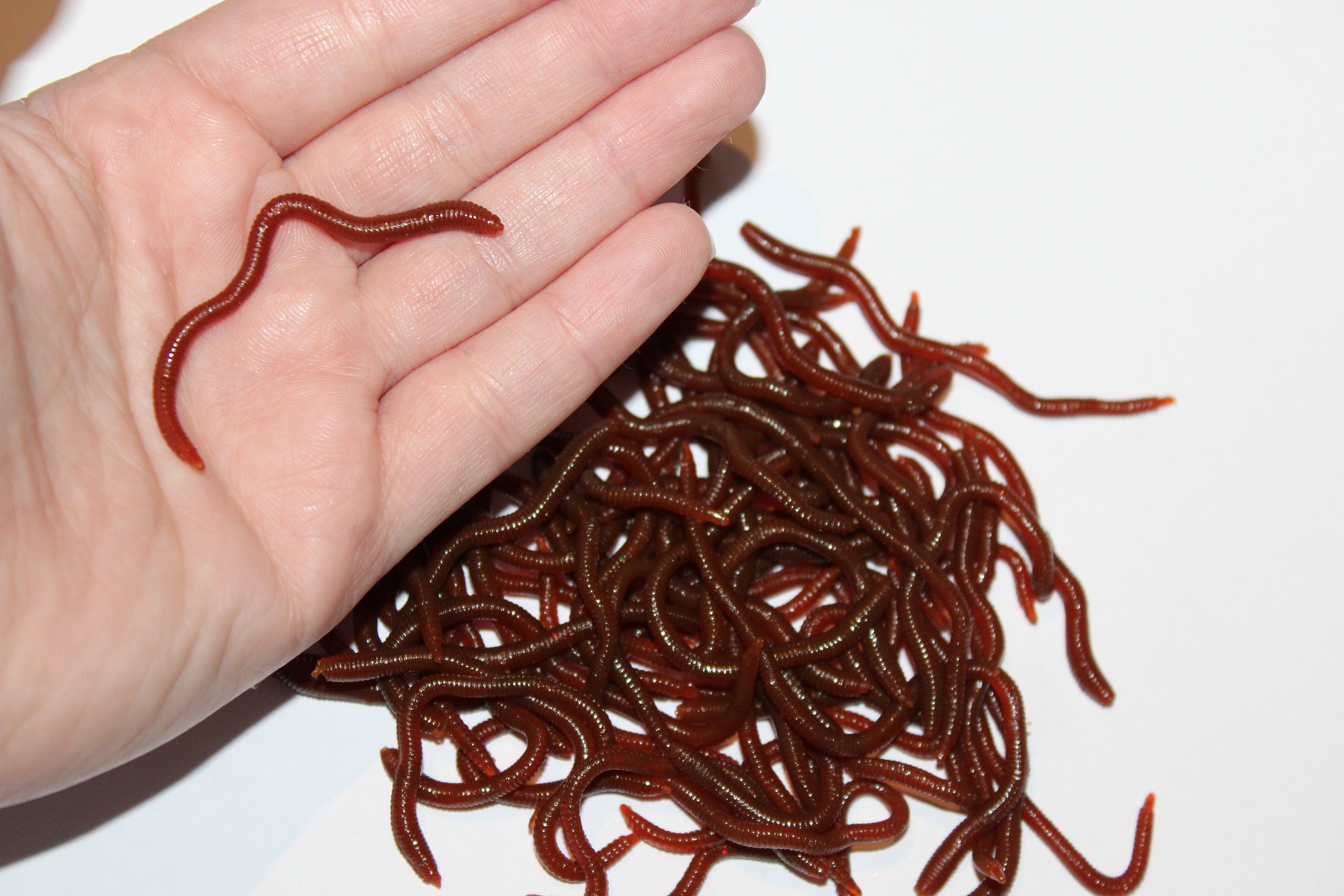 Realistic Worms Prop for Film TV Halloween Special Effects - Etsy Australia