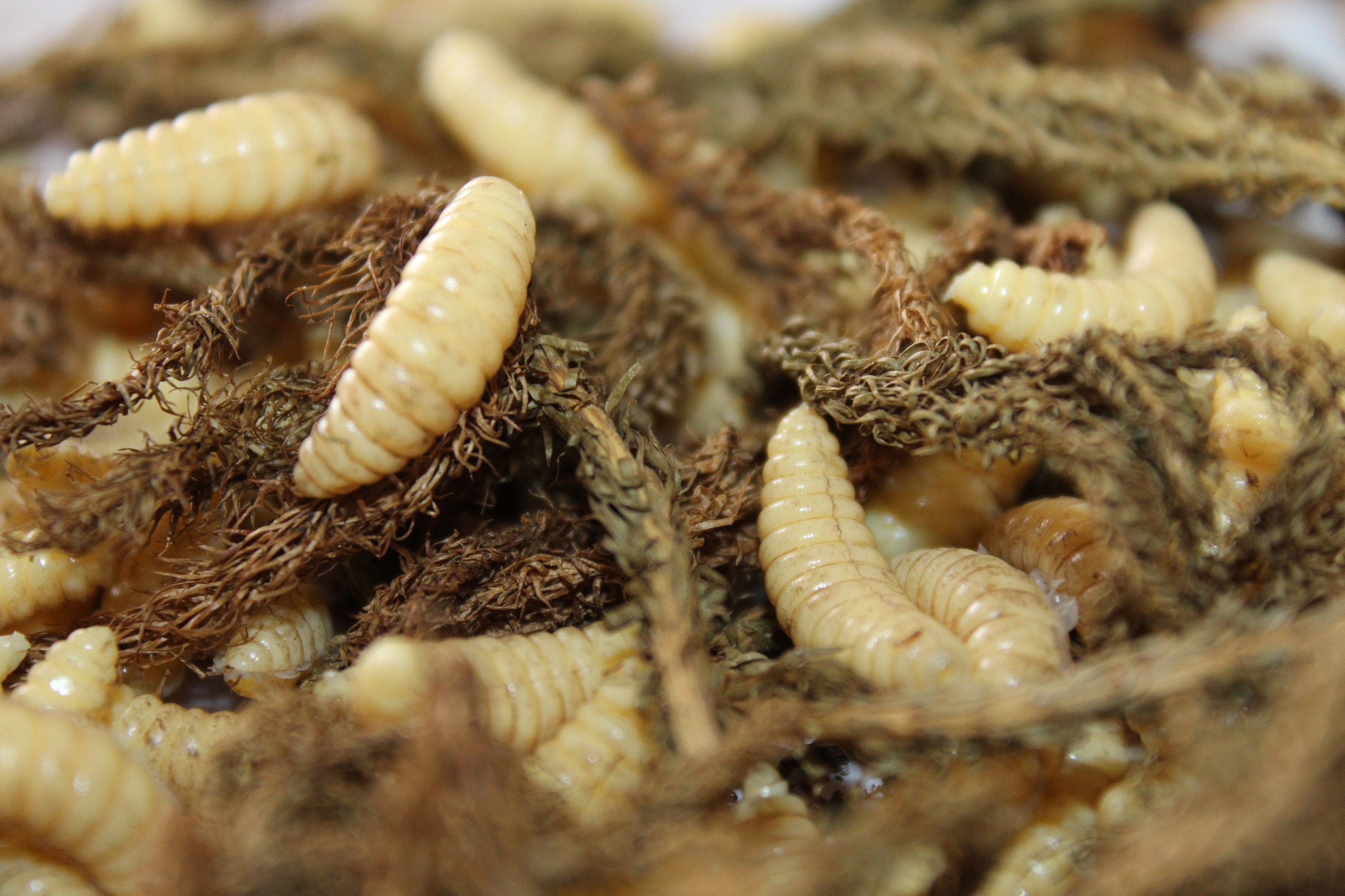 Infected Maggots Kit for Film & TV Prop Halloween Zombie and | Etsy