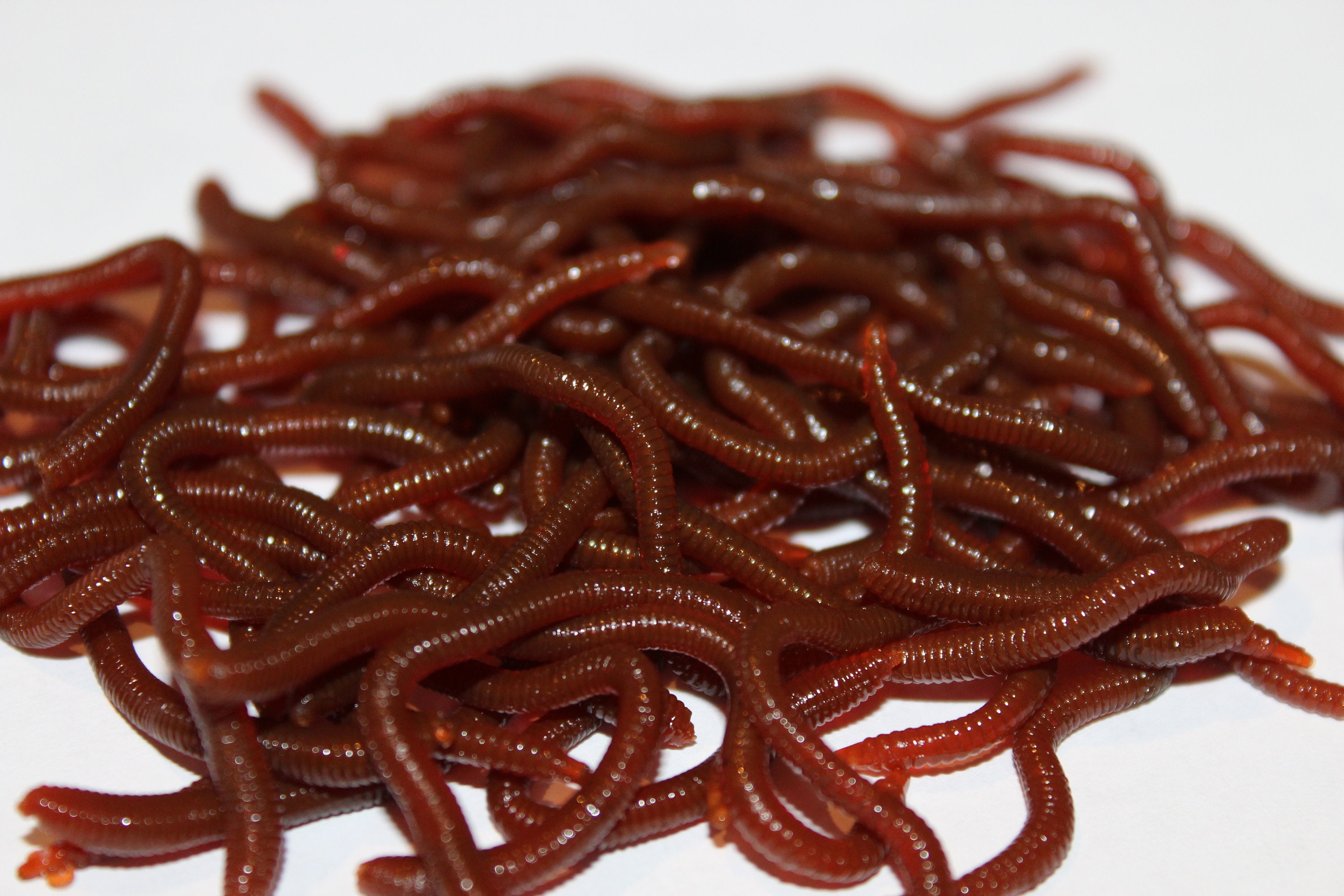 Realistic Worms Prop for Film TV Halloween Special Effects - Etsy Australia