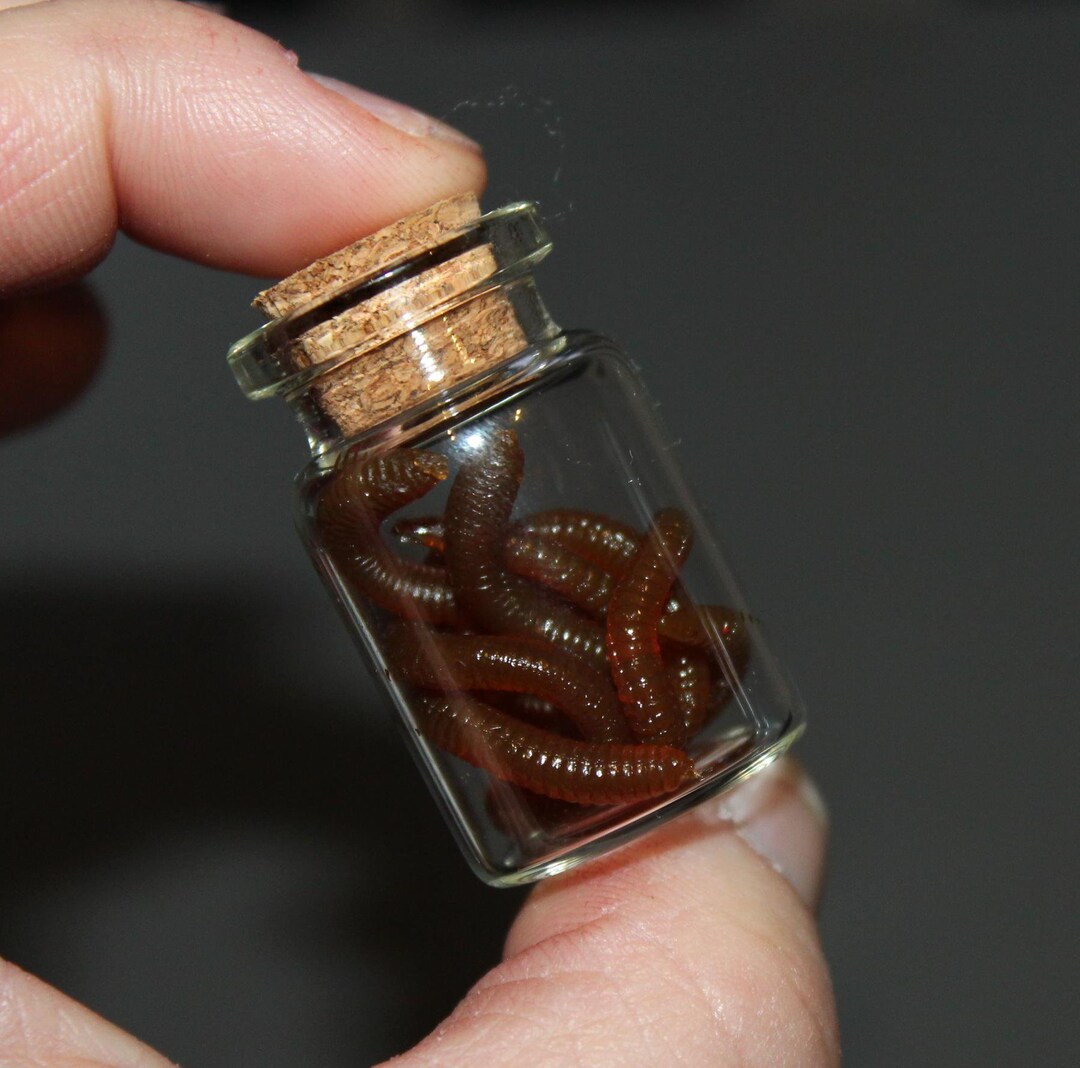 Long Brown Worms in Specimen Vial Film Props Zombie Halloween Special ...