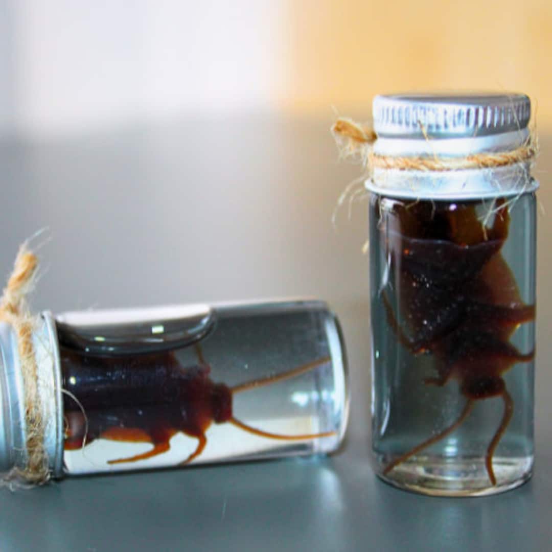 Simulated Preserved Cockroach Specimen Jar. Apothecary Antique Horror ...