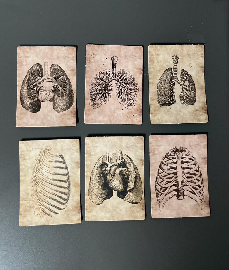 Mini Lungs Respiratory System Anatomy Internal Organ Medical Anatomical ...