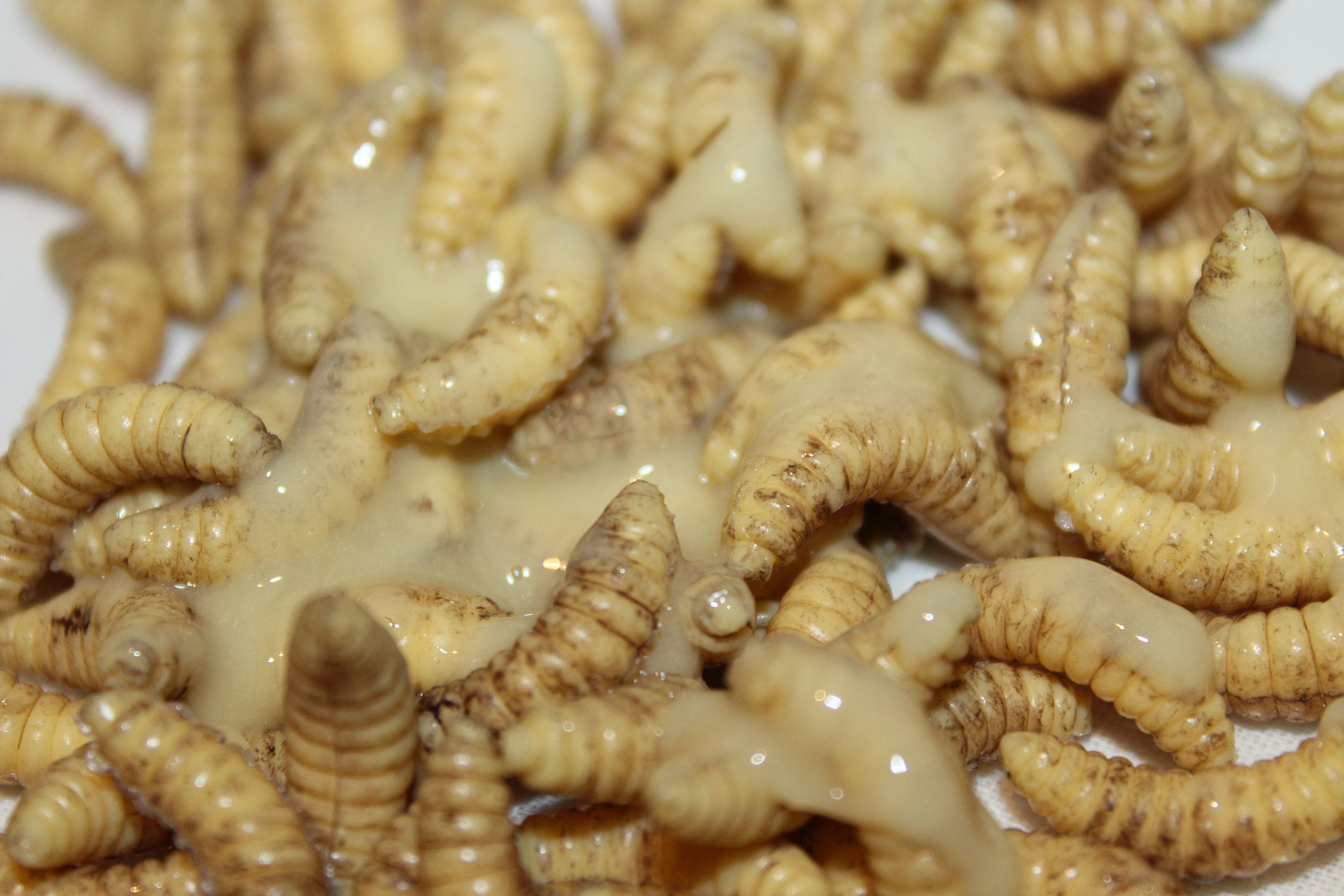 Infected Maggots Kit for Film & TV Prop Halloween Zombie and | Etsy