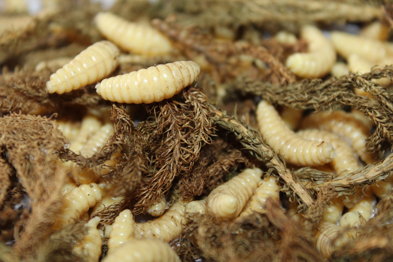 Infected Maggots Kit for Film & TV Prop Halloween Zombie and | Etsy