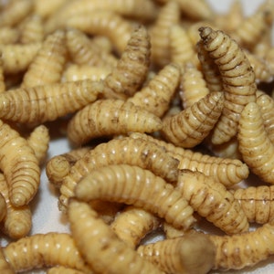 Simulated Creepy Maggots Film TV Prop Zombie Halloween Special Effects ...