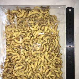 Creepy Dirty Maggots for Film TV Prop Zombie Halloween Special Effects ...