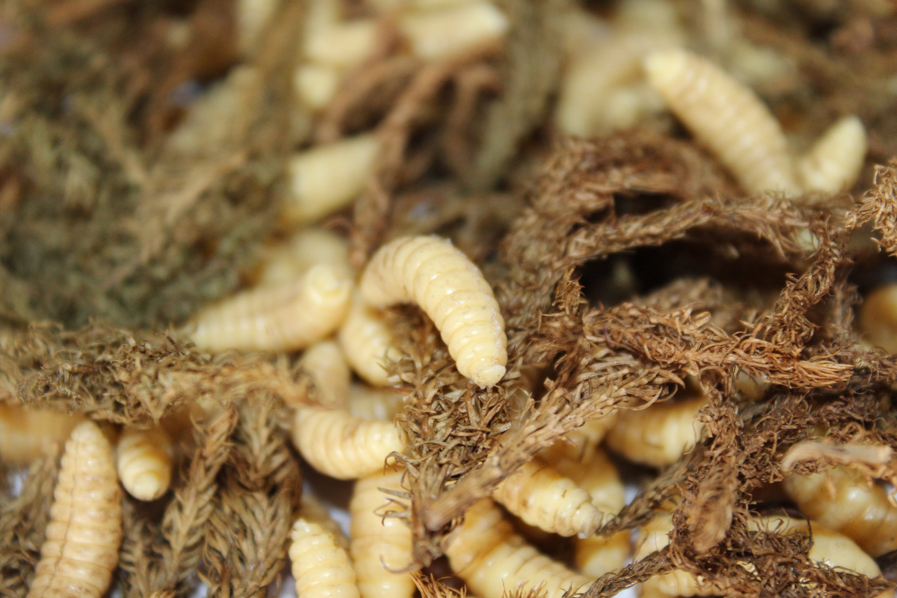 Infected Maggots Kit for Film & TV Prop Halloween Zombie and | Etsy