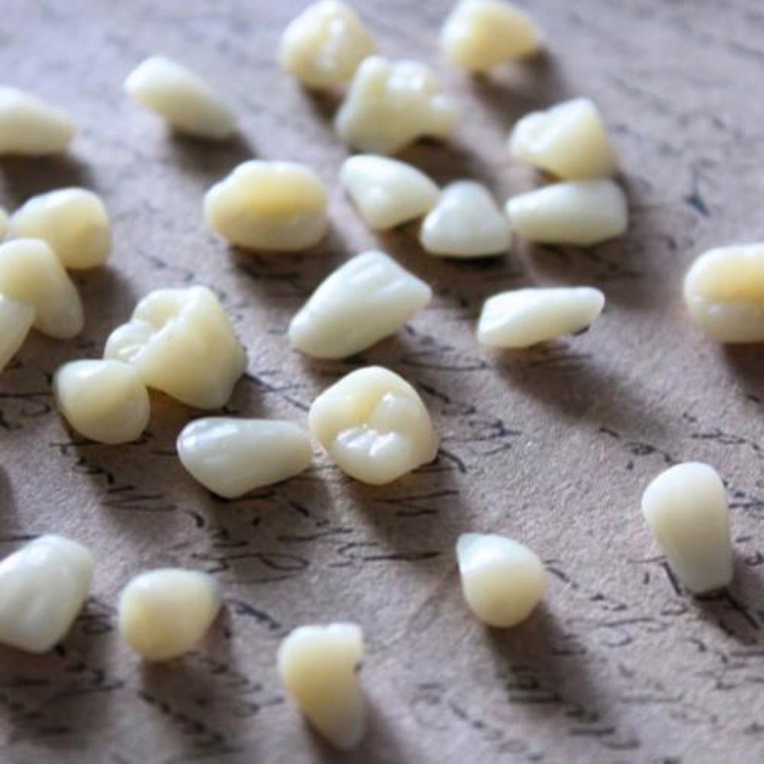 Fake Teeth Specimens Apothecary Horror Faux Dental Forensic Autopsy ...