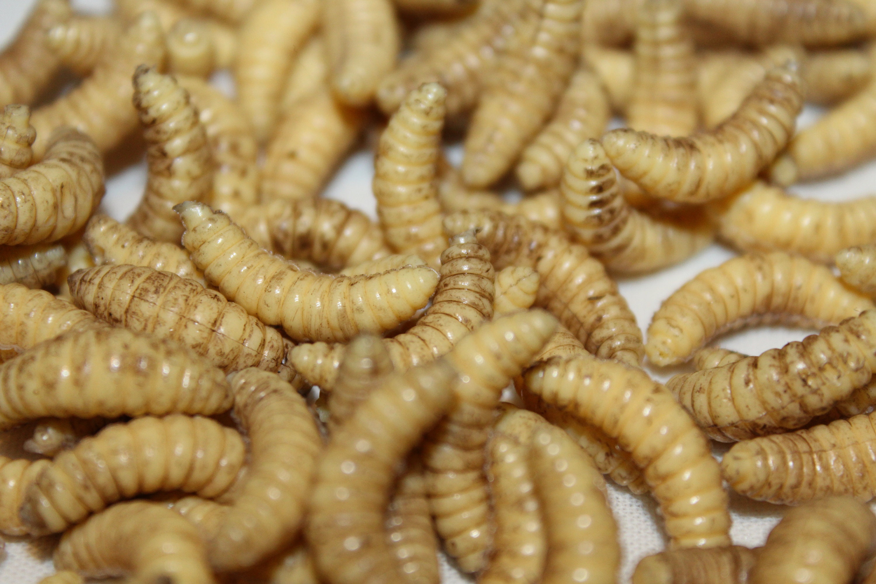Medicinal Maggots
