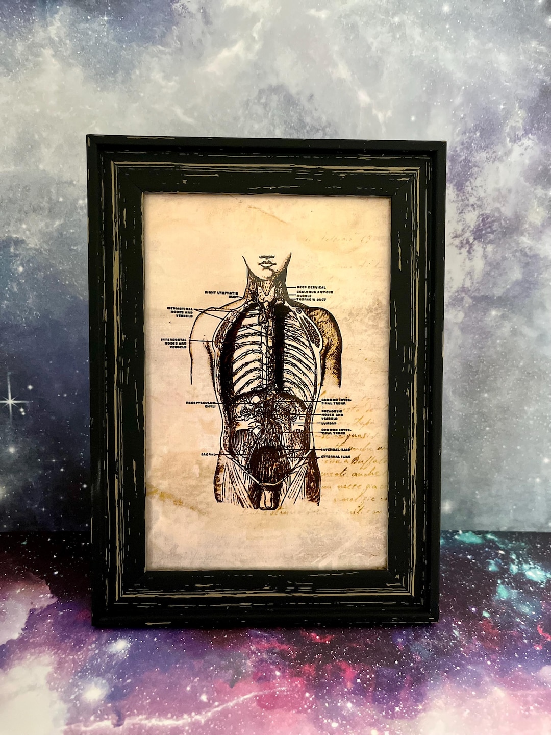 Greys Anatomy Body Organs Frame Detailed Medical Diagram. Autopsy ...