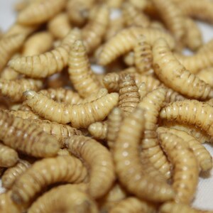 Creepy Dirty Maggots for Film TV Prop Zombie Halloween Special Effects ...