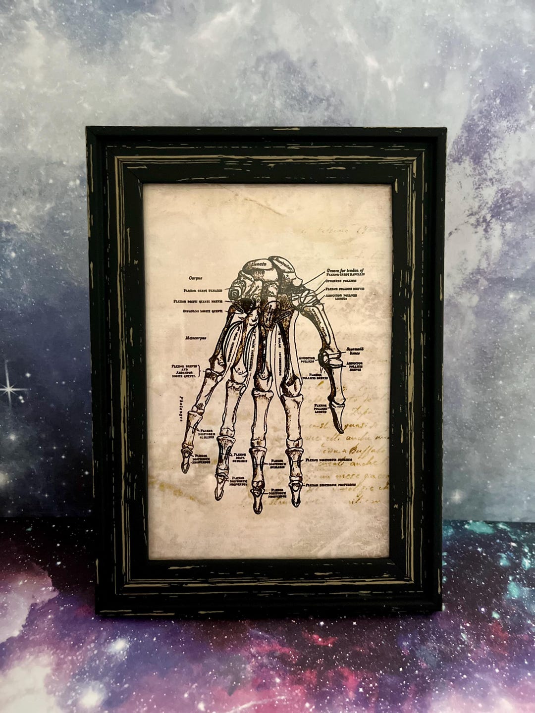 Greys Anatomy Skeletal Hand Frame Detailed Medical Diagram. Autopsy ...