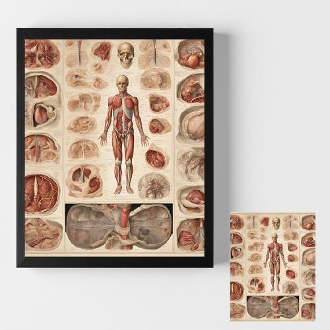 Human Organs Artwork Forensic Autopsy Room True Crime Psychological ...
