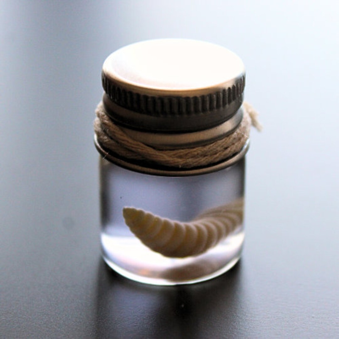 Small Antique Maggot Specimen (x1) Jar for Film Taxidermy TV Props ...