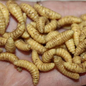 Creepy Dirty Maggots for Film TV Prop Zombie Halloween Special Effects ...