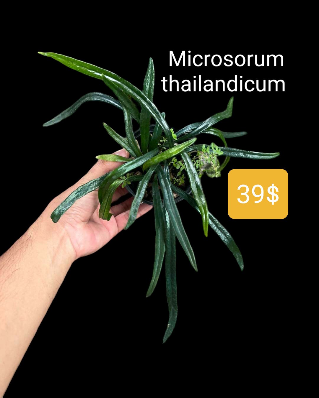 Microsorum Thailandicum Blue Oil Fern - Etsy