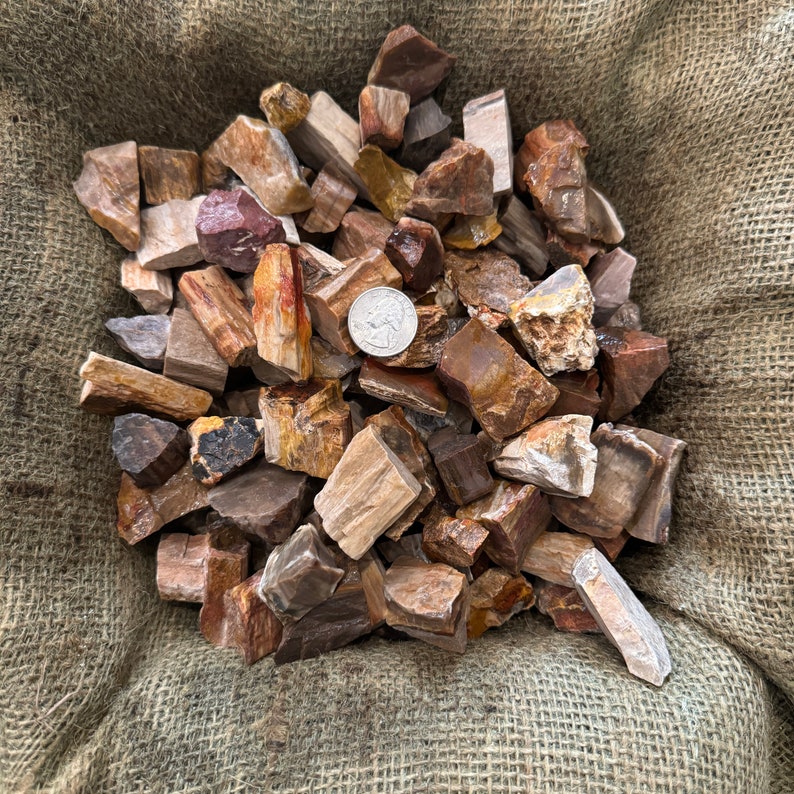 Big Sale!! WHOLESALE Lots of Petrified Wood Rough + a VERY Nice FREE ...