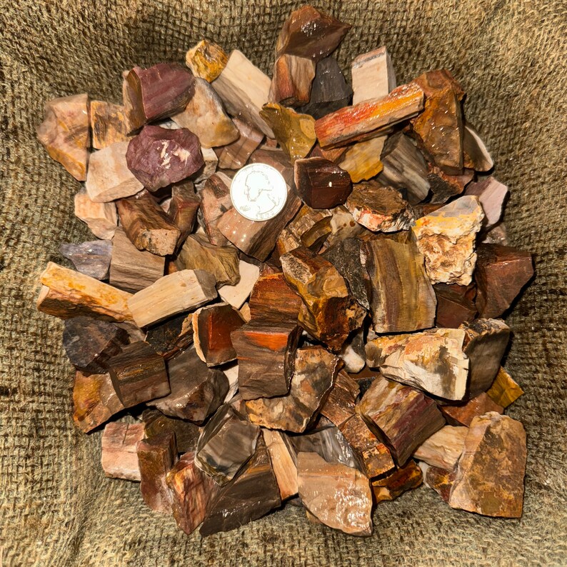 Big Sale!! WHOLESALE Lots of Petrified Wood Rough + a VERY Nice FREE ...