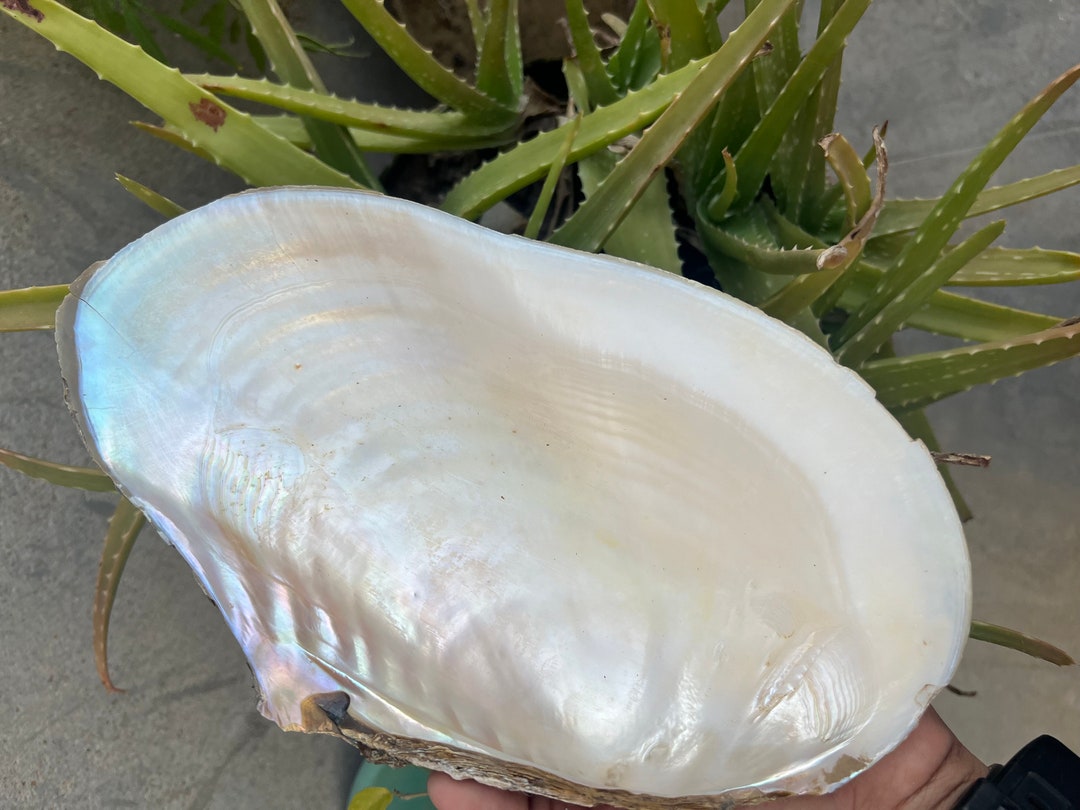 Free Express Shipping River Sea Shell Natural Pearl Oyster Shell ...