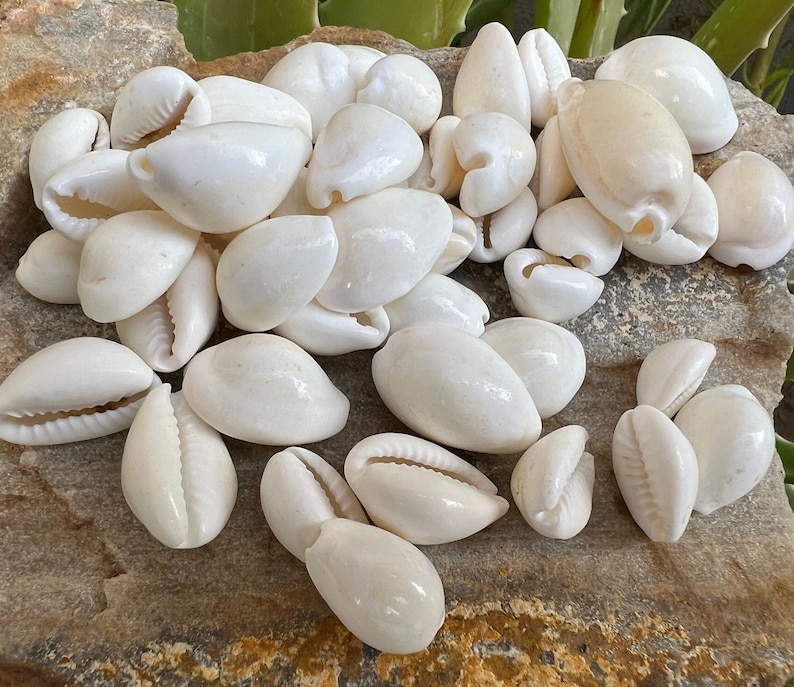 White Kauri Natural Cowrie Sea Shell for Jewelry Making Use Shell ...