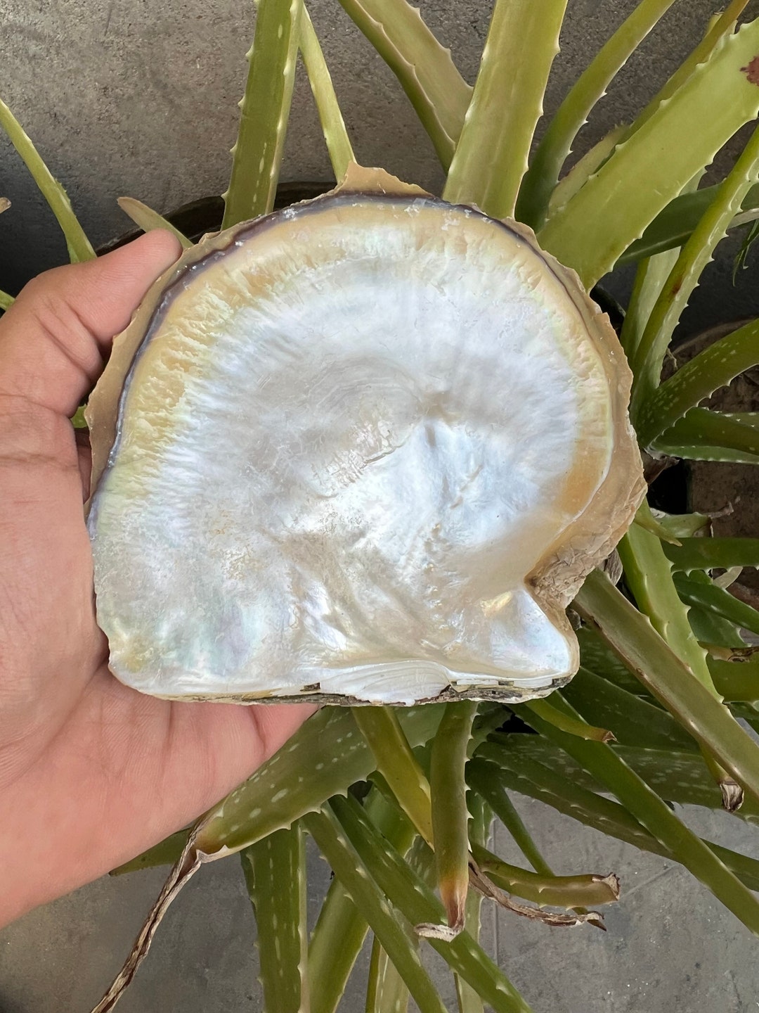 Sea Shell Mother of Pearl Gemstones, Shell Mother Gifted, Pearl ...