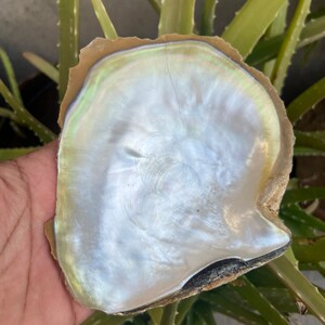 Sea Shell Mother of Pearl Gemstones, Shell Mother Gifted, Pearl ...